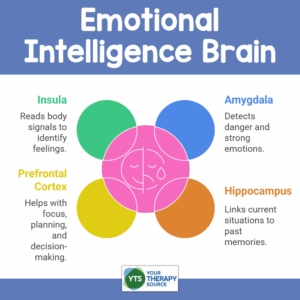 Understanding the Emotional Intelligence Brain: How the Amygdala Shapes ...