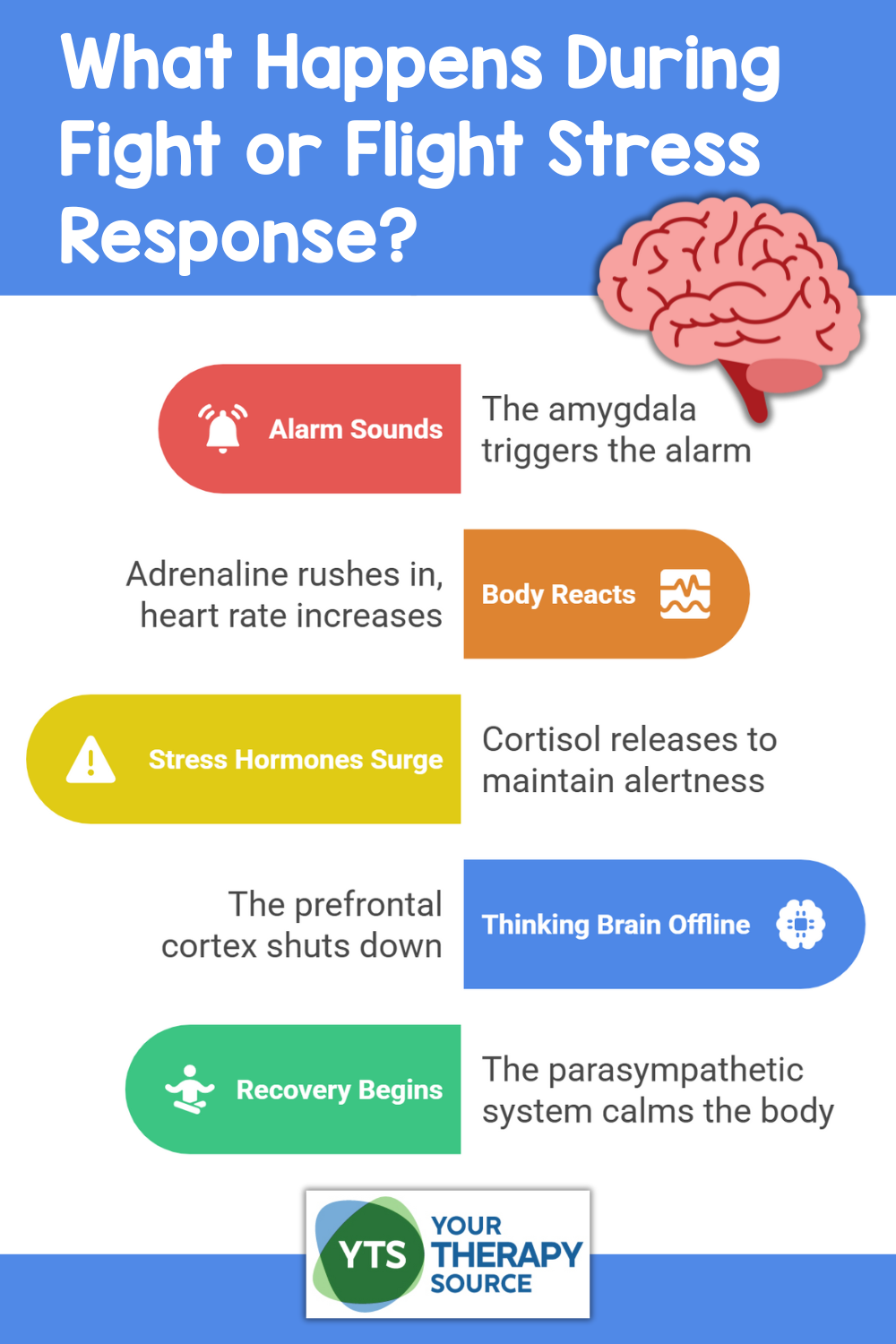 Understanding the Emotional Intelligence Brain: How the Amygdala Shapes ...